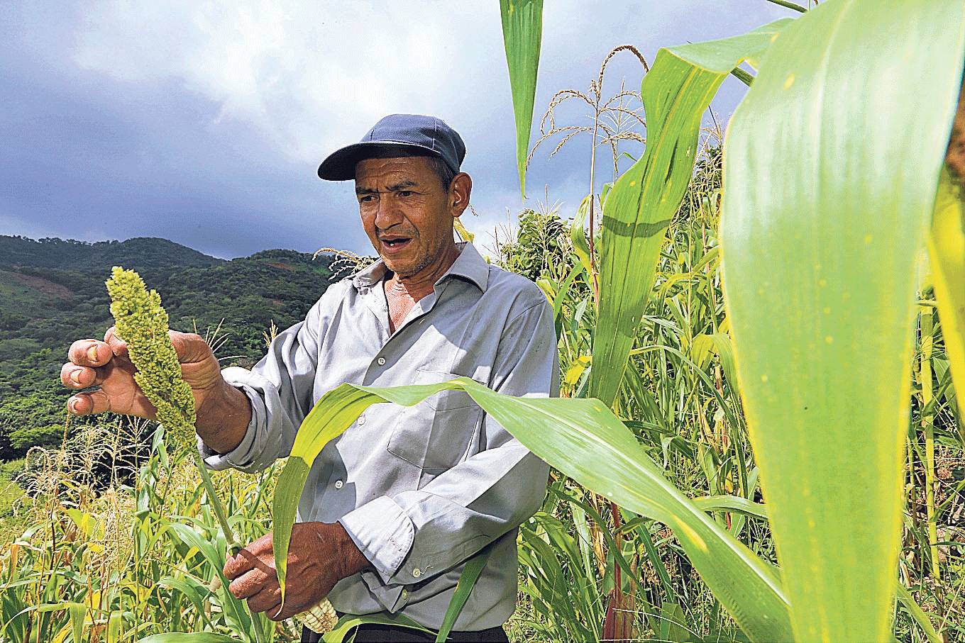 La plaga que quema el maicillo de Morazán - Séptimo Sentido